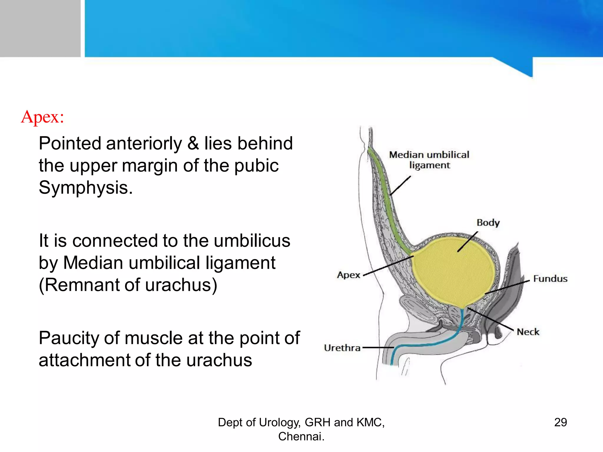 ANATOMY OF GENITOURINARY TRACT | PDF