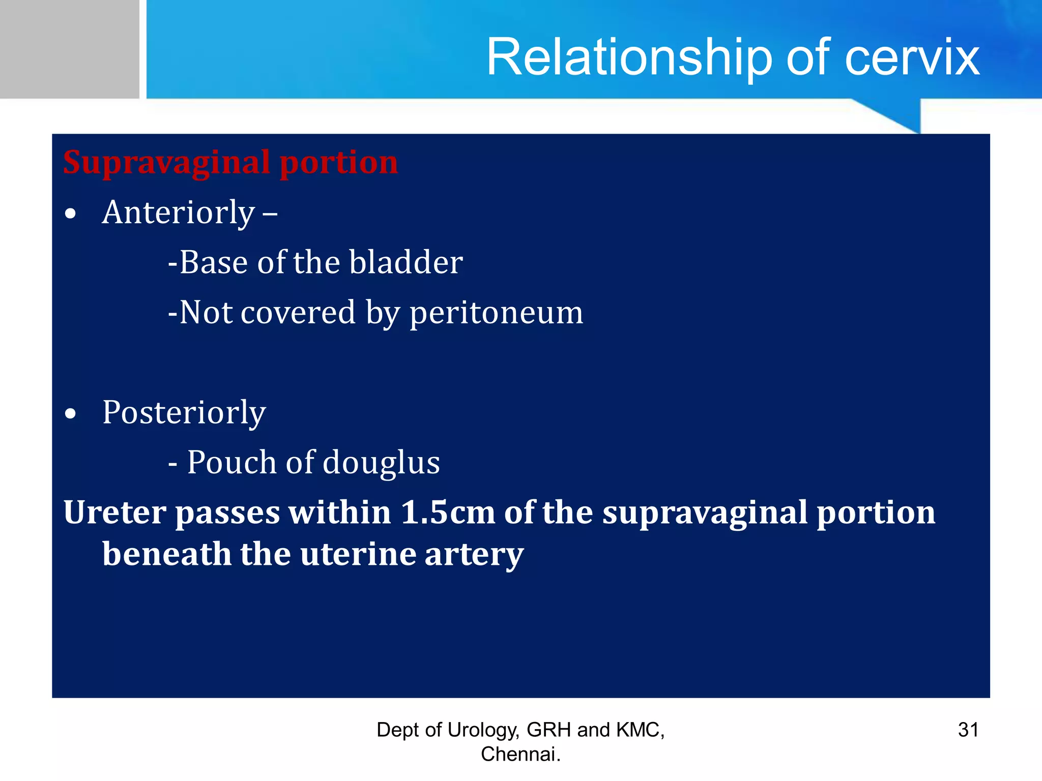 ANATOMY OF GENITOURINARY TRACT | PDF