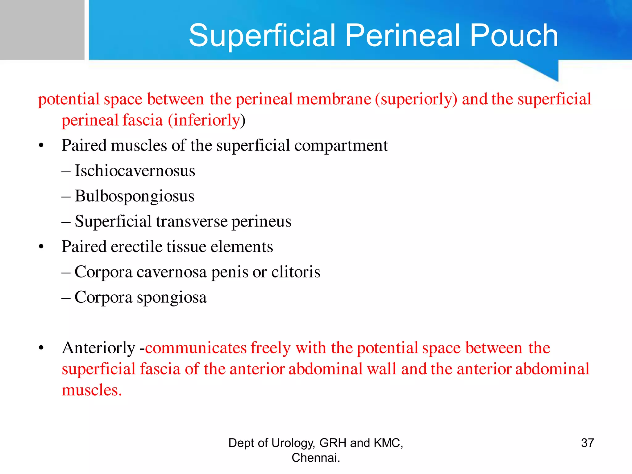 ANATOMY OF GENITOURINARY TRACT | PDF