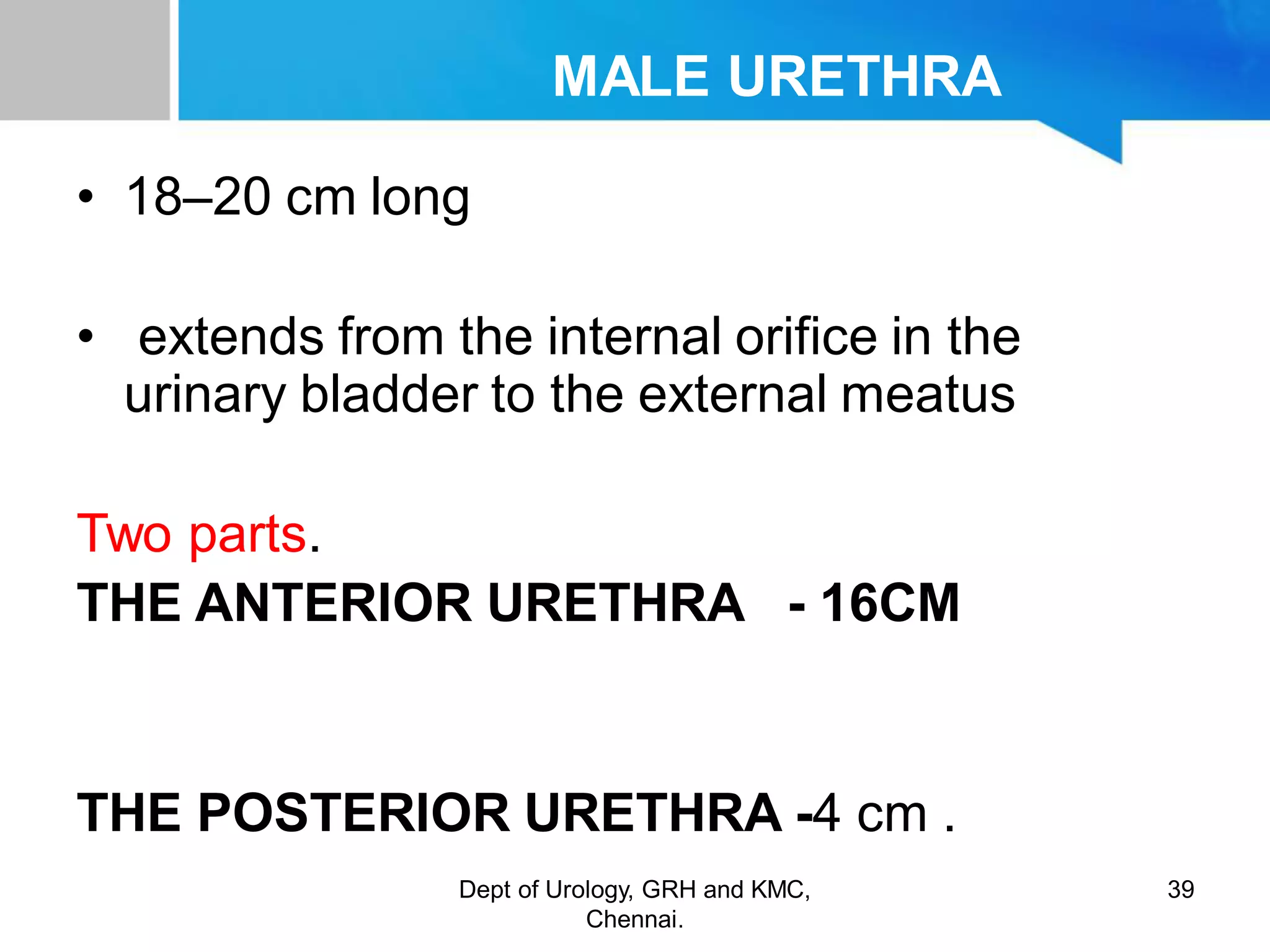 ANATOMY OF GENITOURINARY TRACT | PDF