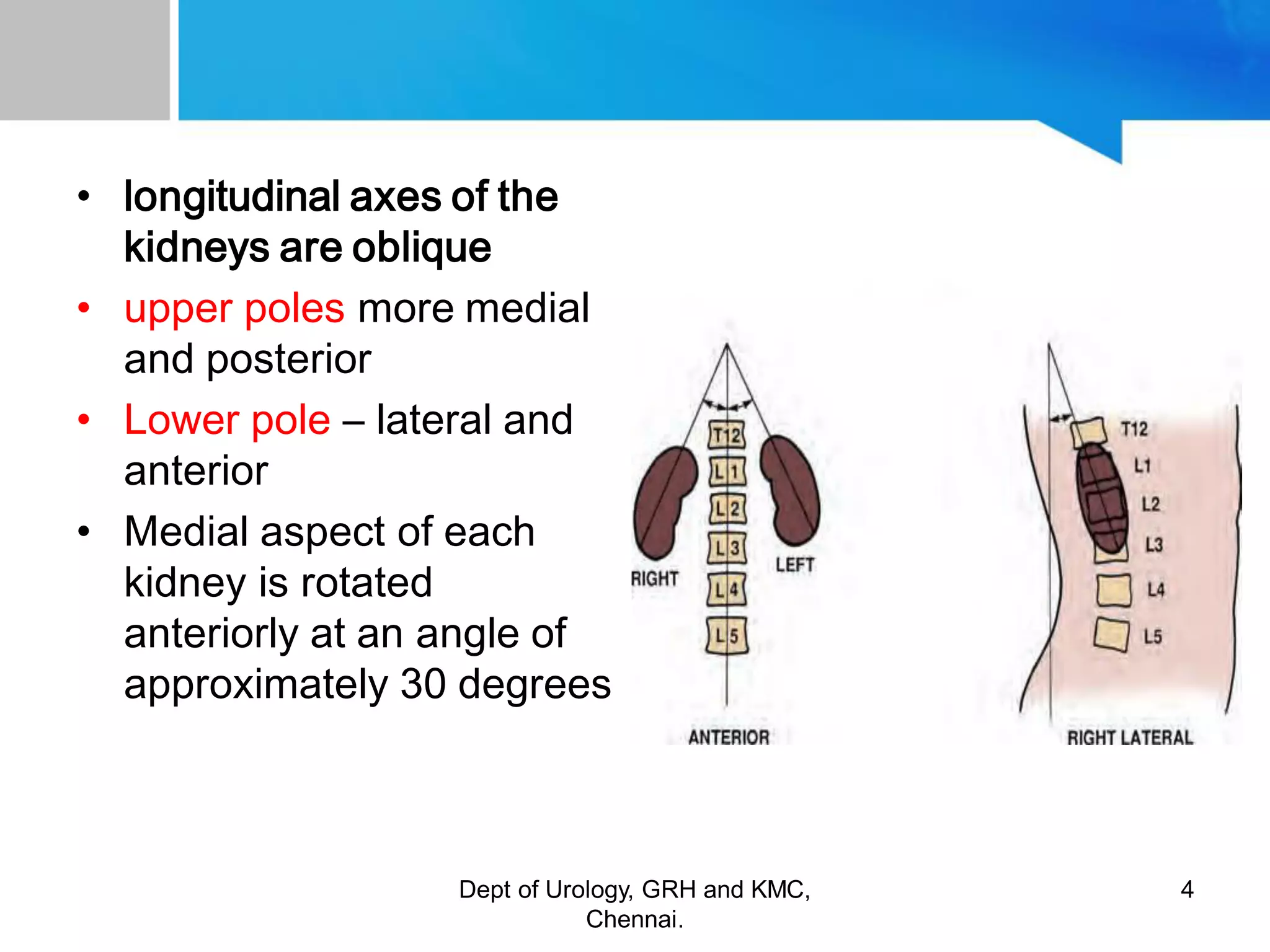 ANATOMY OF GENITOURINARY TRACT | PDF