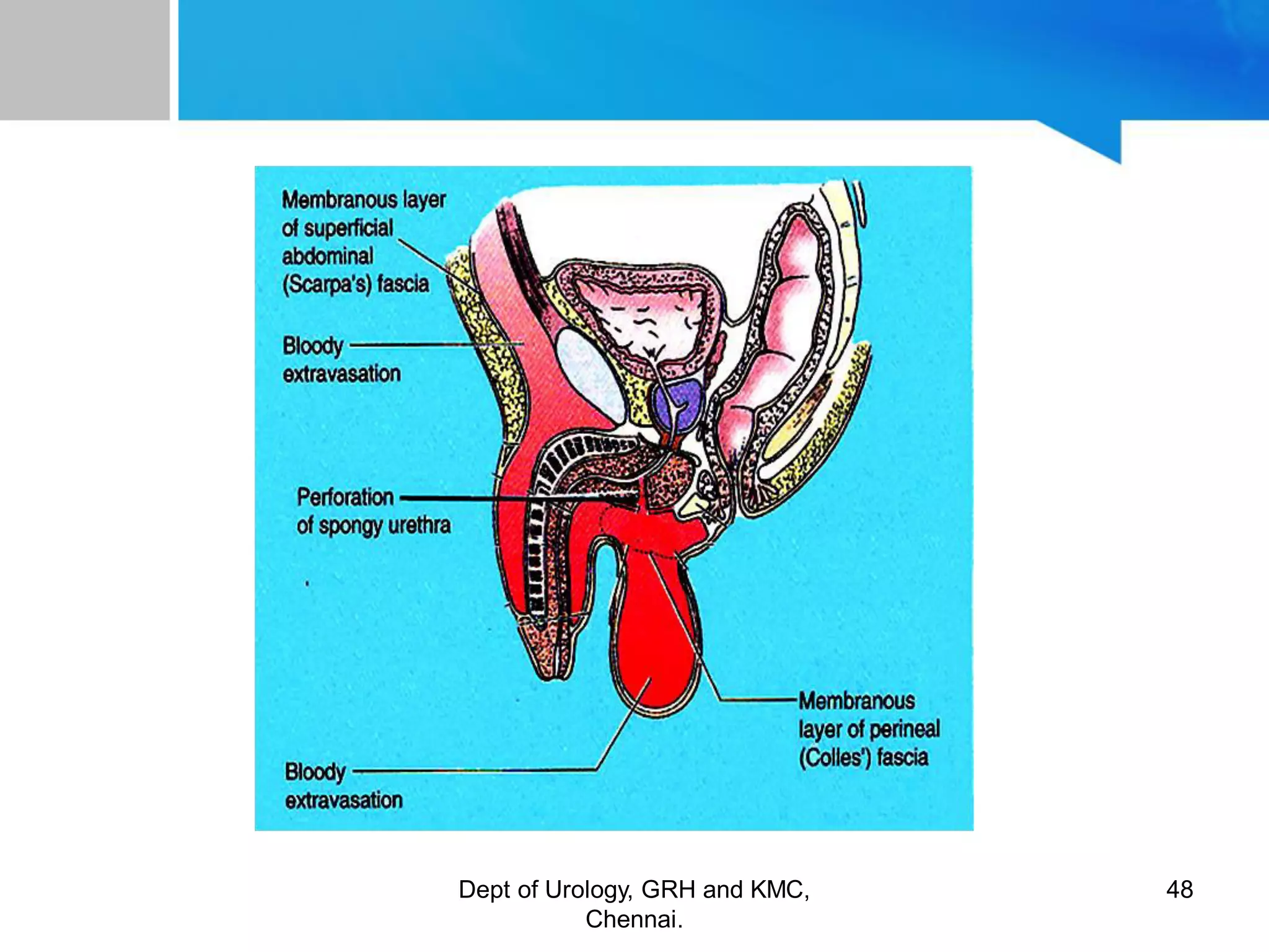 ANATOMY OF GENITOURINARY TRACT | PDF