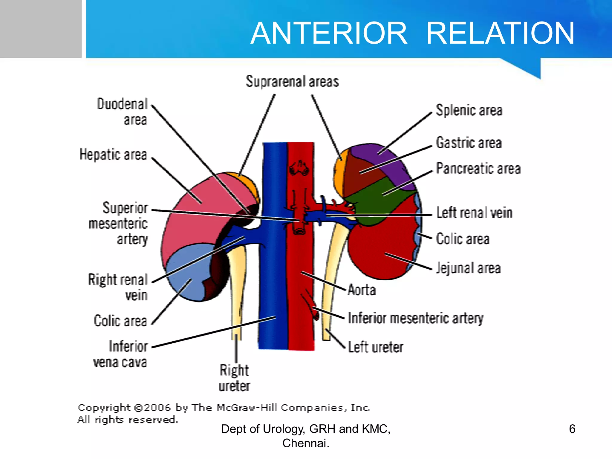 ANATOMY OF GENITOURINARY TRACT | PDF