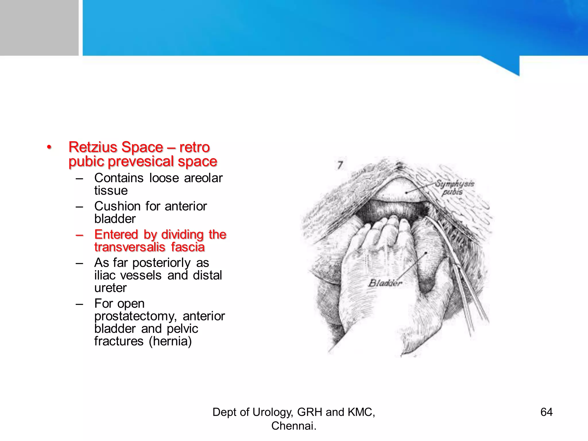 ANATOMY OF GENITOURINARY TRACT | PDF