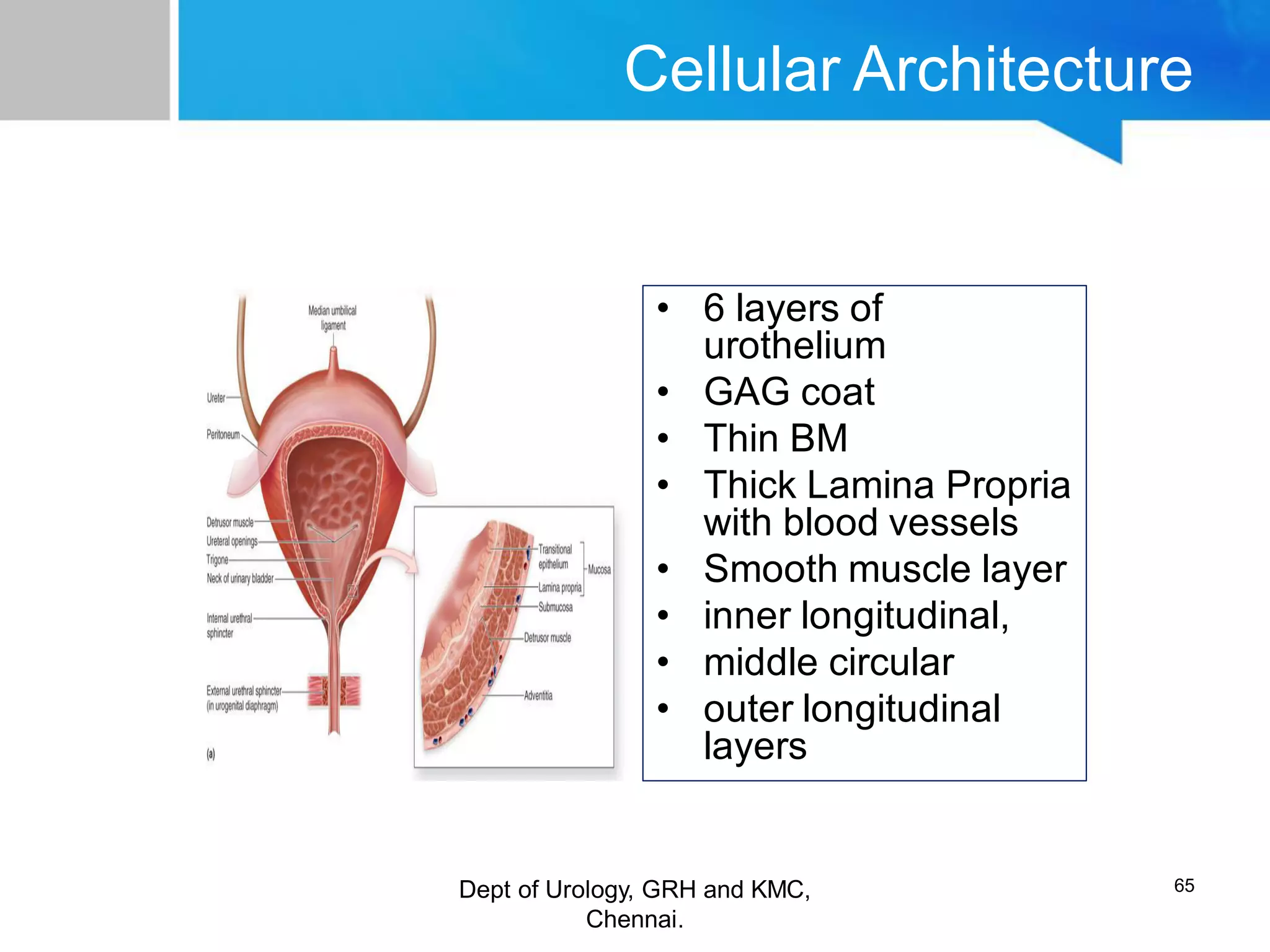 ANATOMY OF GENITOURINARY TRACT | PDF