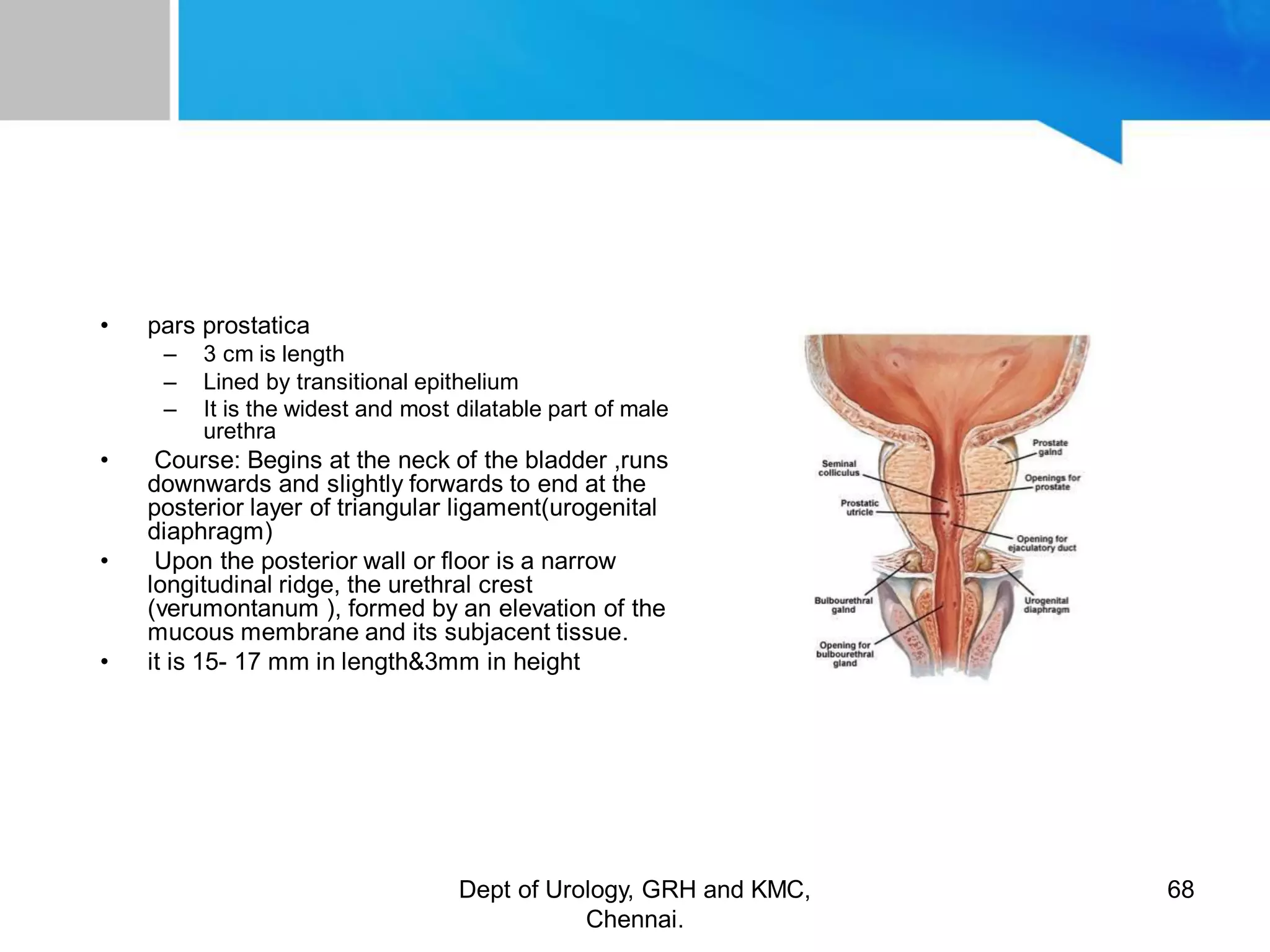 ANATOMY OF GENITOURINARY TRACT | PDF