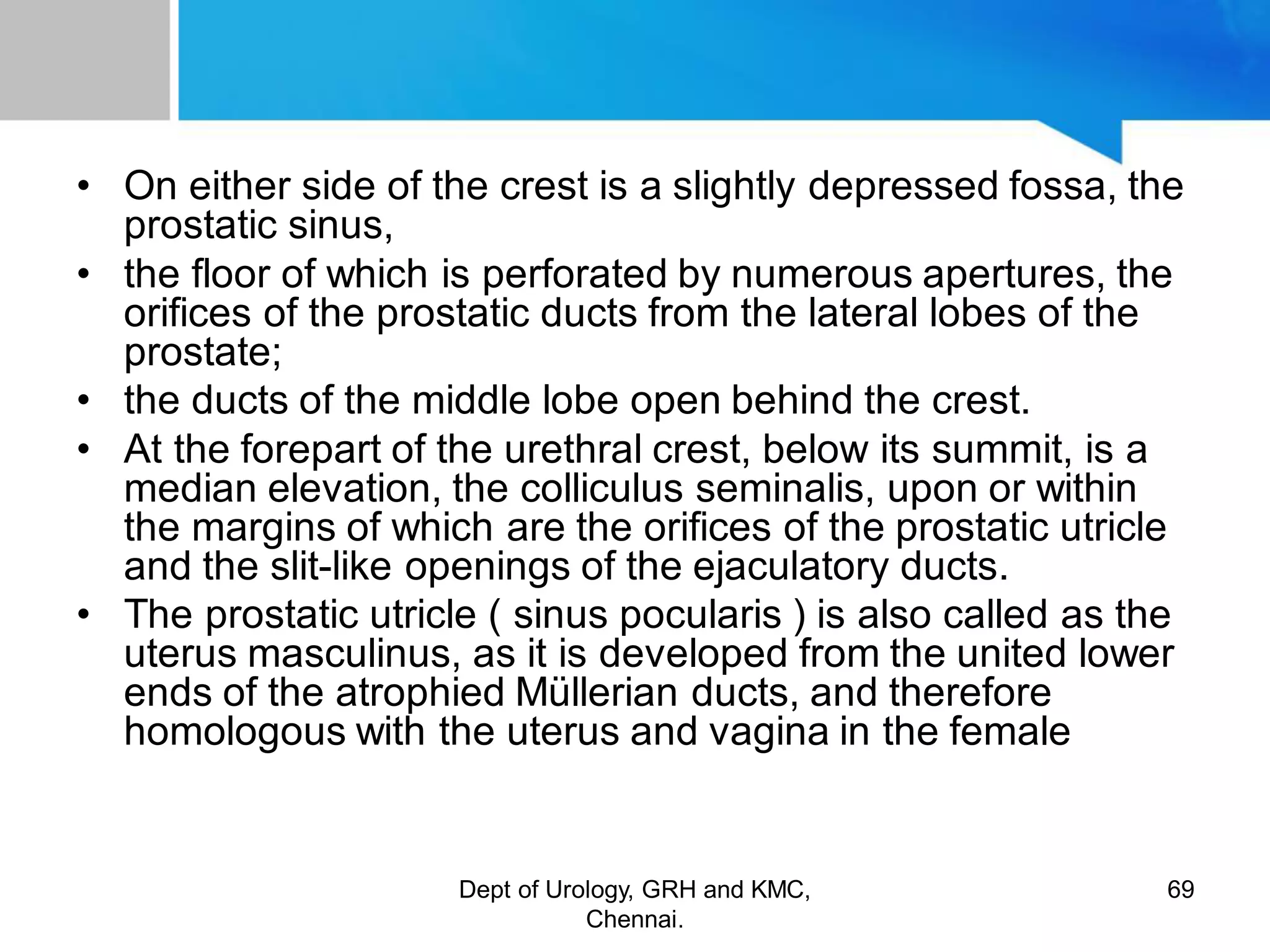 ANATOMY OF GENITOURINARY TRACT | PDF