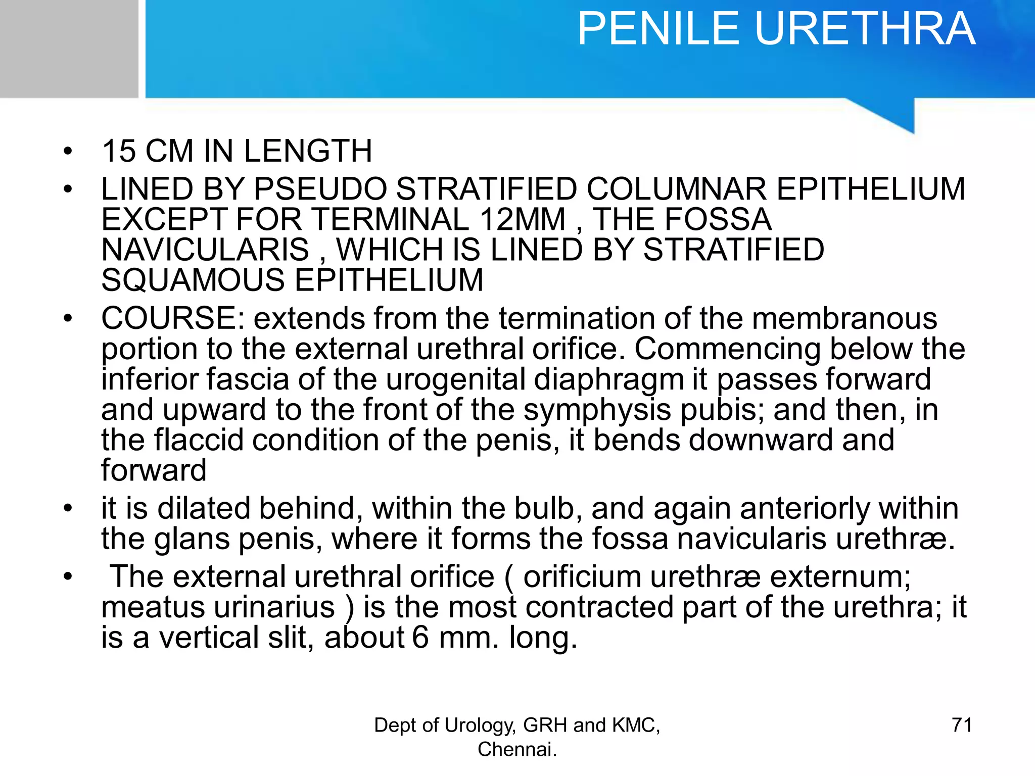 ANATOMY OF GENITOURINARY TRACT | PDF