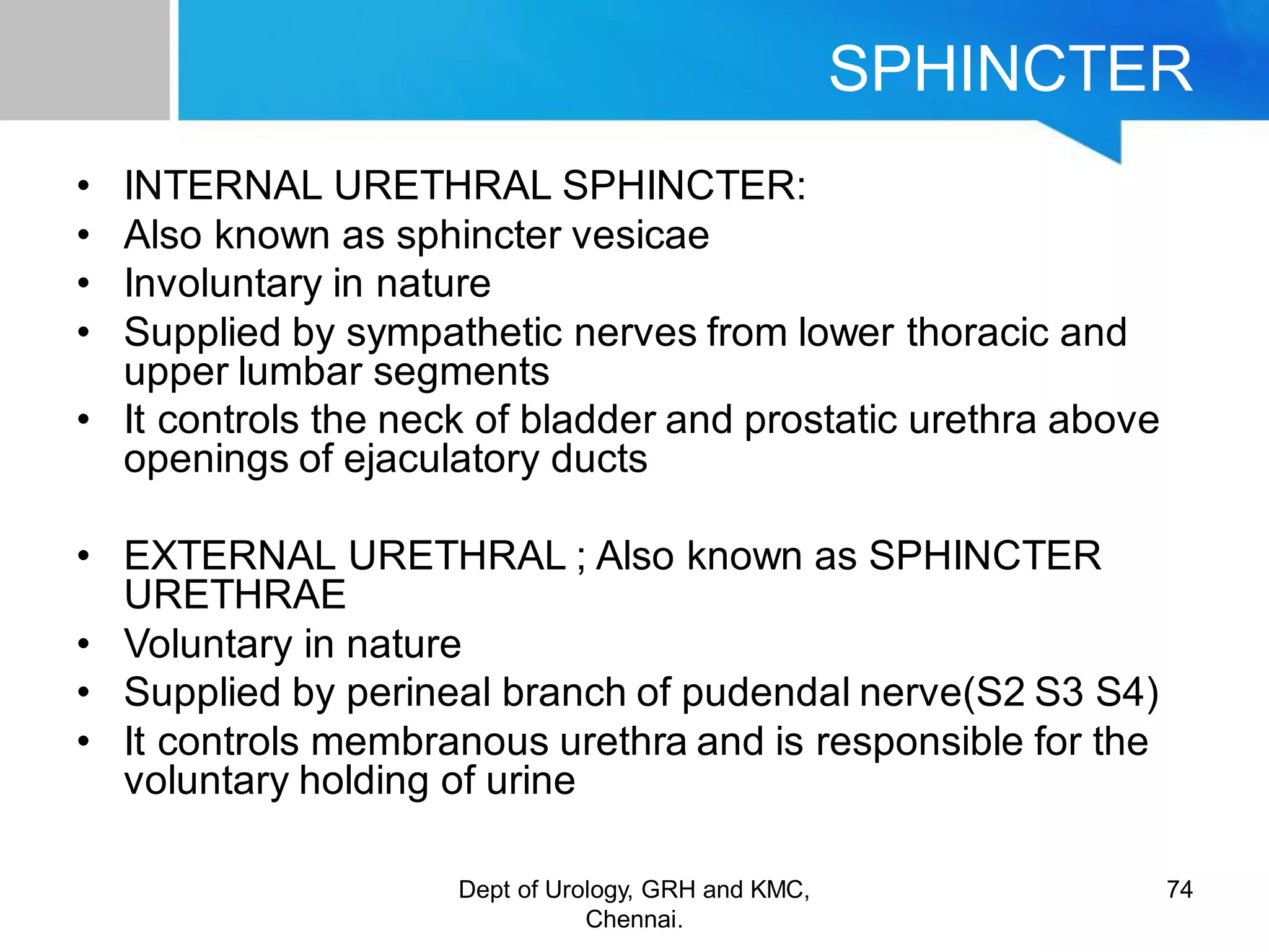 ANATOMY OF GENITOURINARY TRACT | PDF