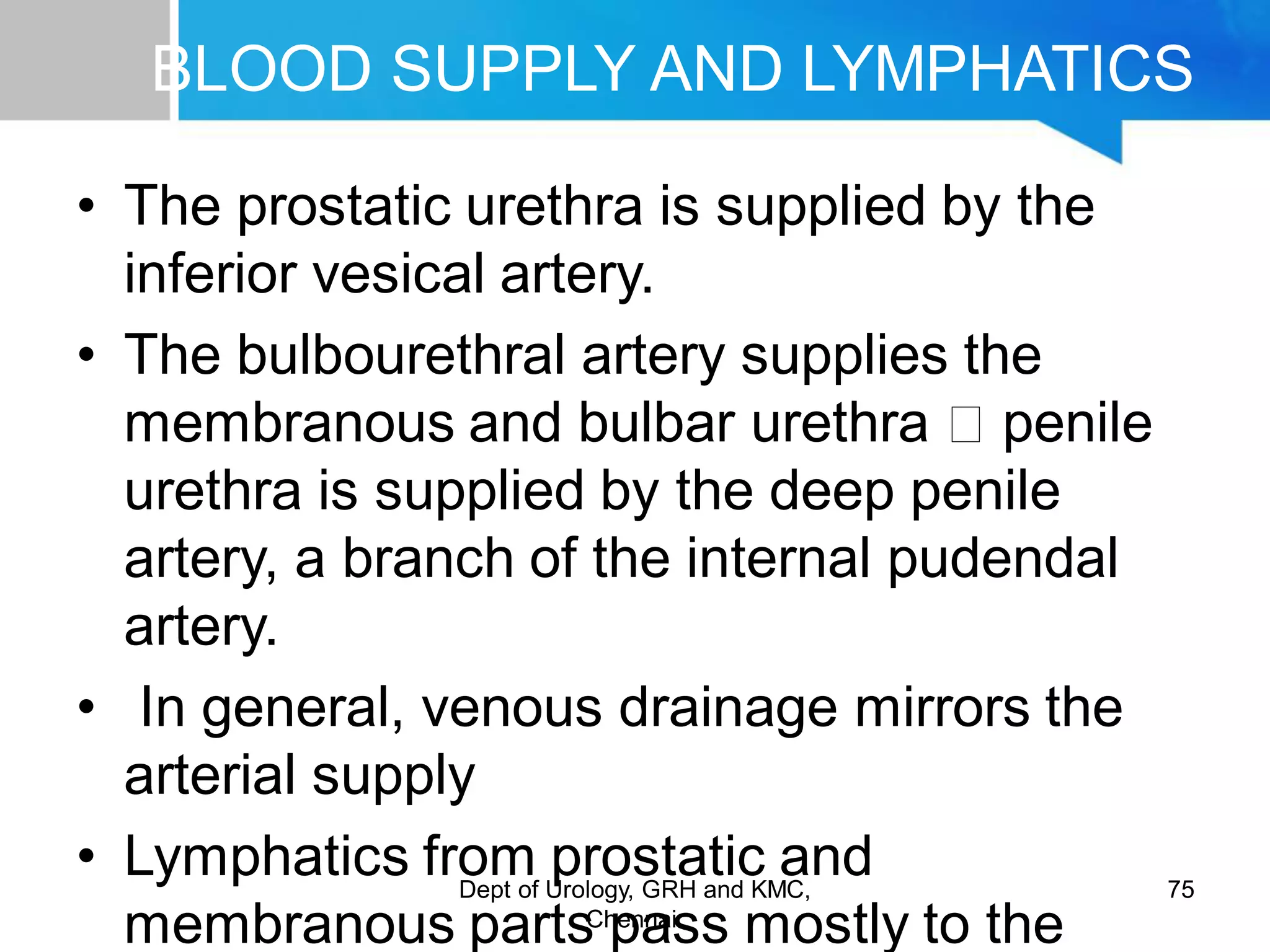 ANATOMY OF GENITOURINARY TRACT | PDF