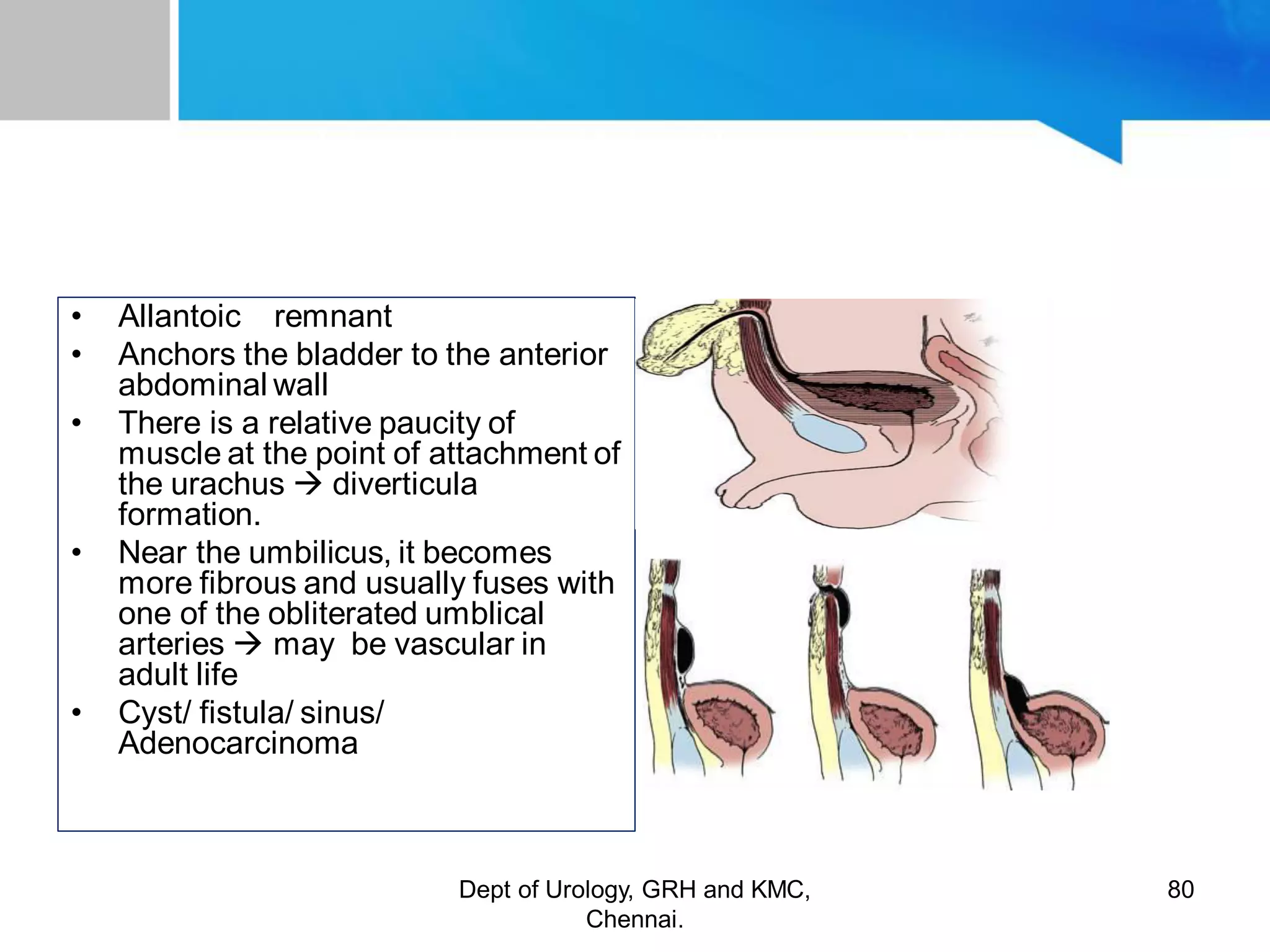ANATOMY OF GENITOURINARY TRACT | PDF
