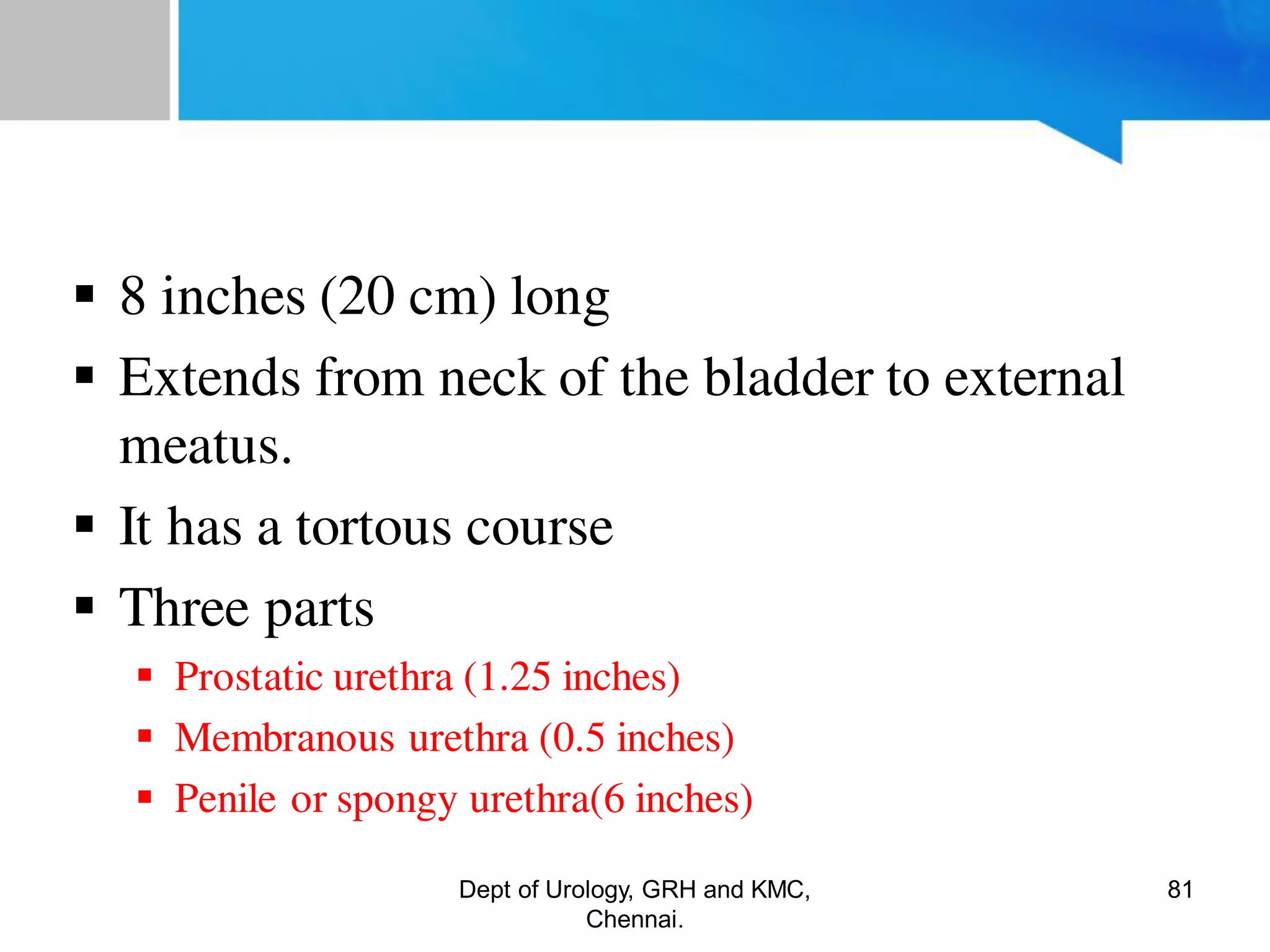 ANATOMY OF GENITOURINARY TRACT | PDF