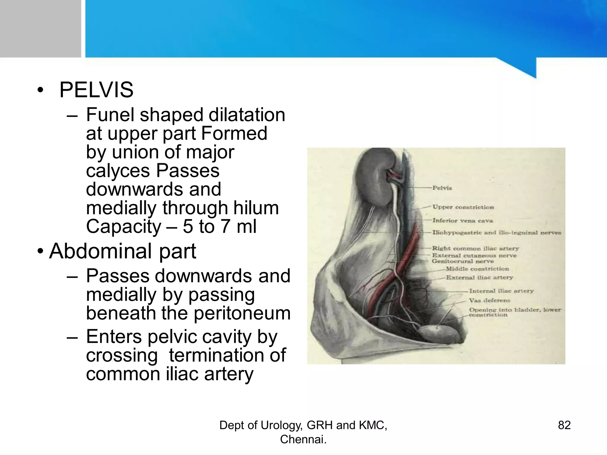 ANATOMY OF GENITOURINARY TRACT | PDF