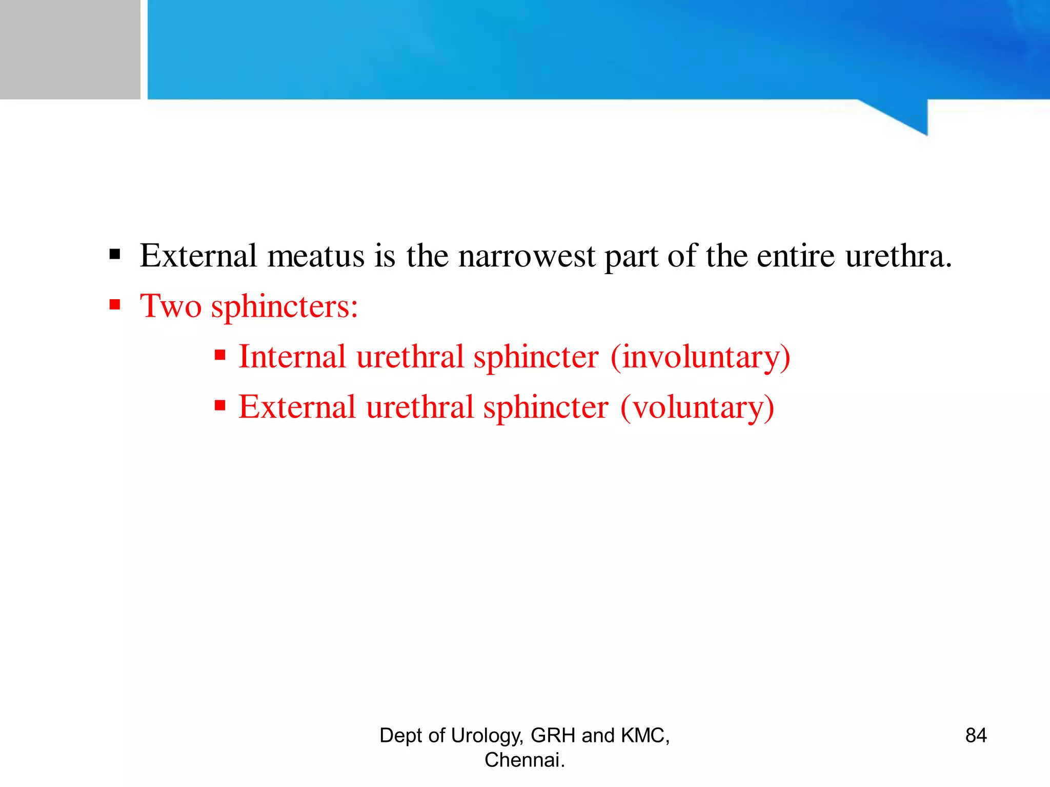 ANATOMY OF GENITOURINARY TRACT | PDF