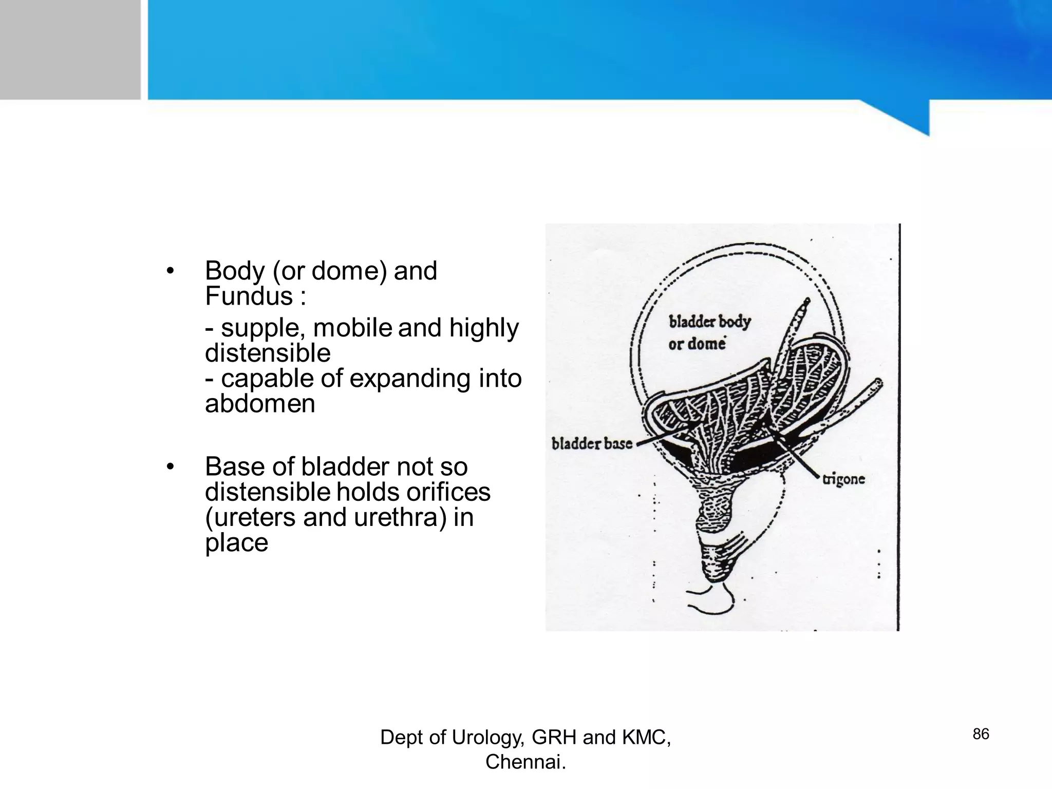 ANATOMY OF GENITOURINARY TRACT | PDF