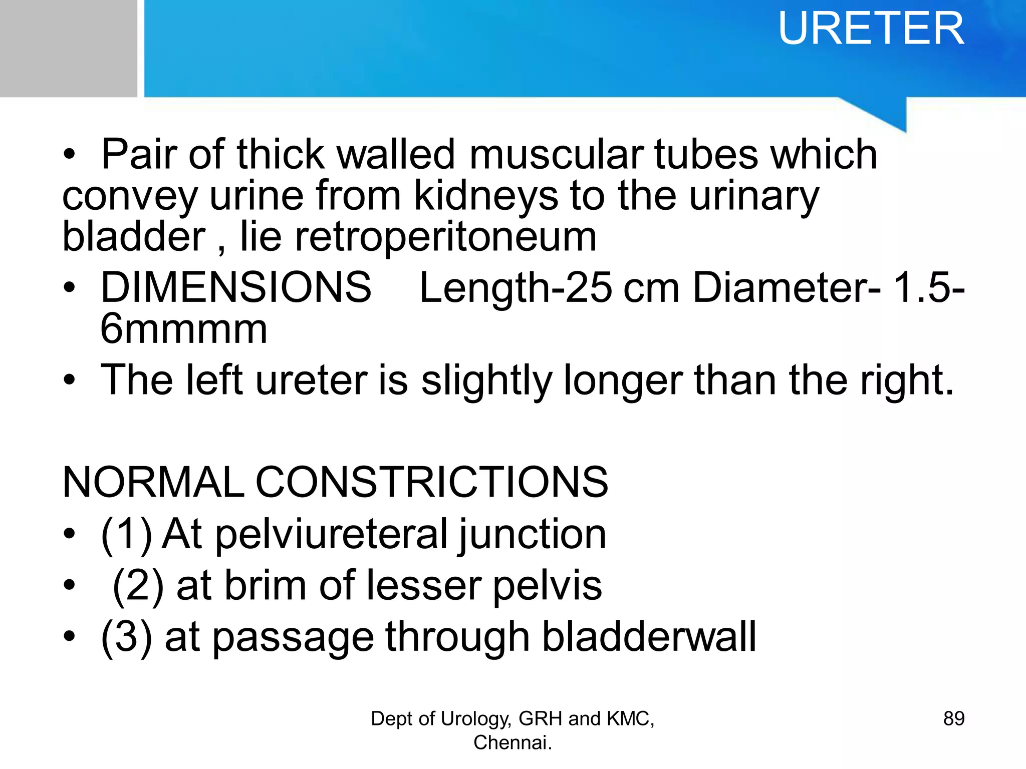 ANATOMY OF GENITOURINARY TRACT | PDF