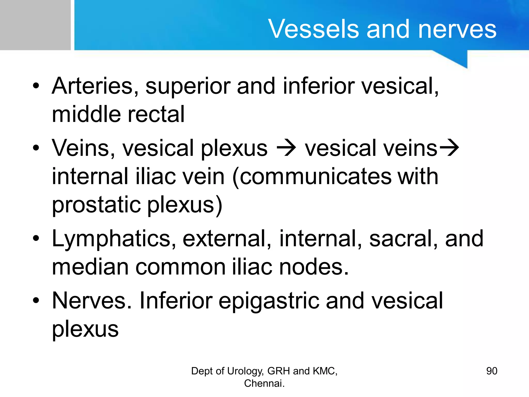 ANATOMY OF GENITOURINARY TRACT | PDF