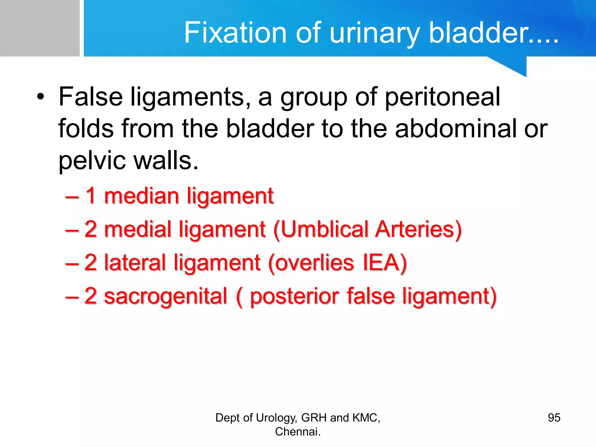 ANATOMY OF GENITOURINARY TRACT | PDF