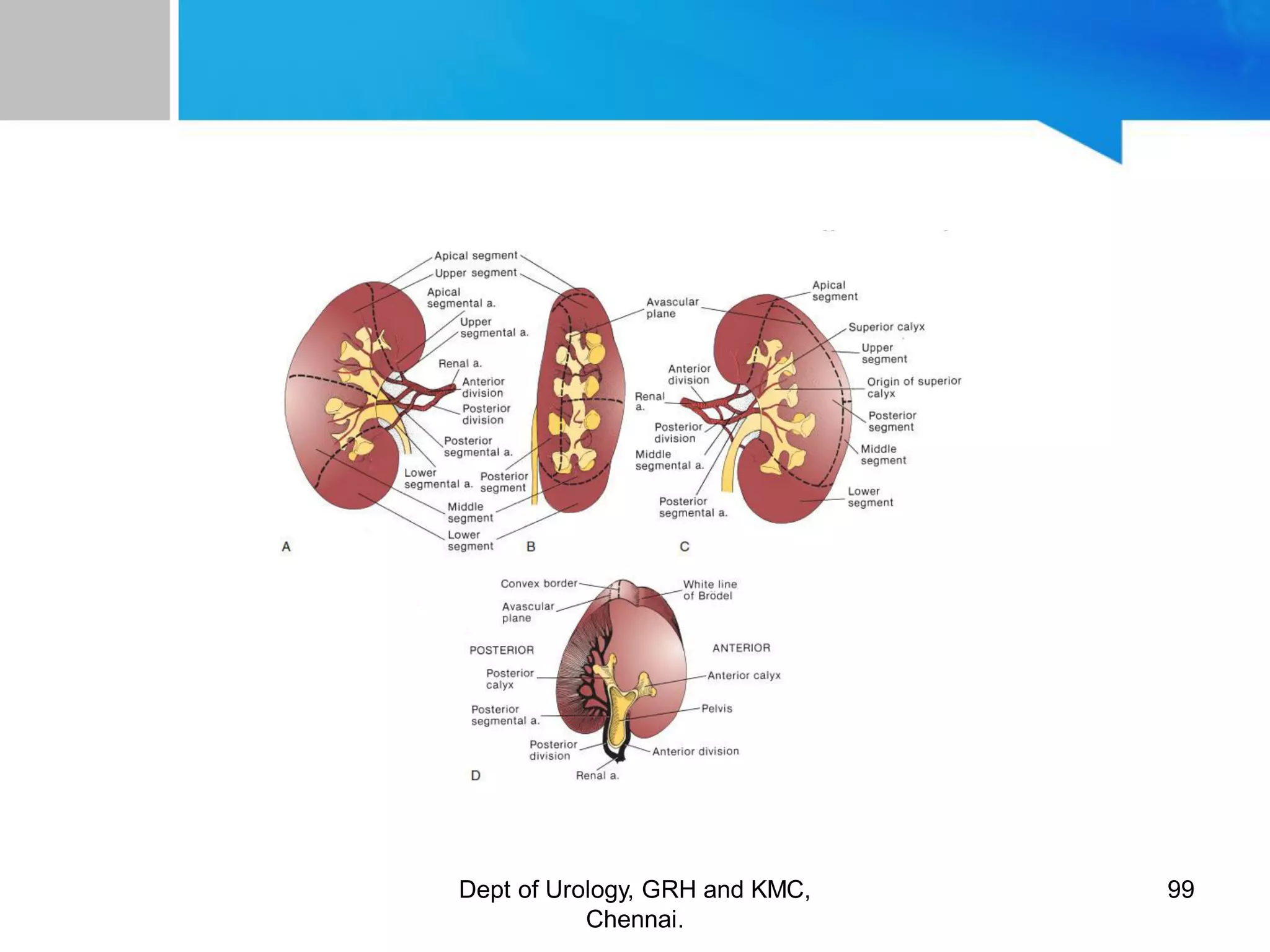 ANATOMY OF GENITOURINARY TRACT | PDF