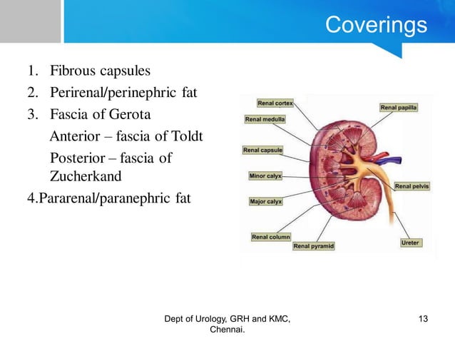 ANATOMY OF GENITOURINARY TRACT | PDF