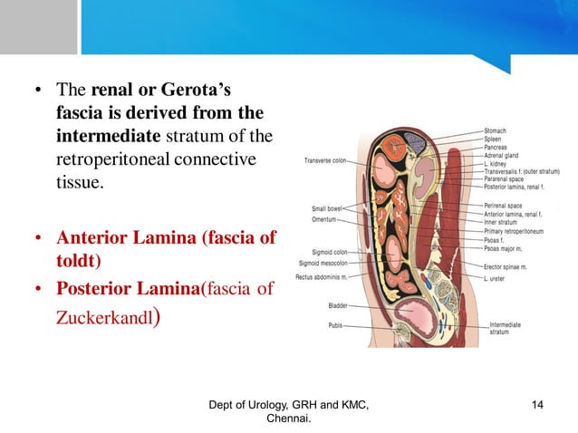 ANATOMY OF GENITOURINARY TRACT | PDF