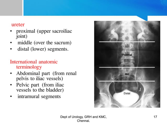 ANATOMY OF GENITOURINARY TRACT | PDF