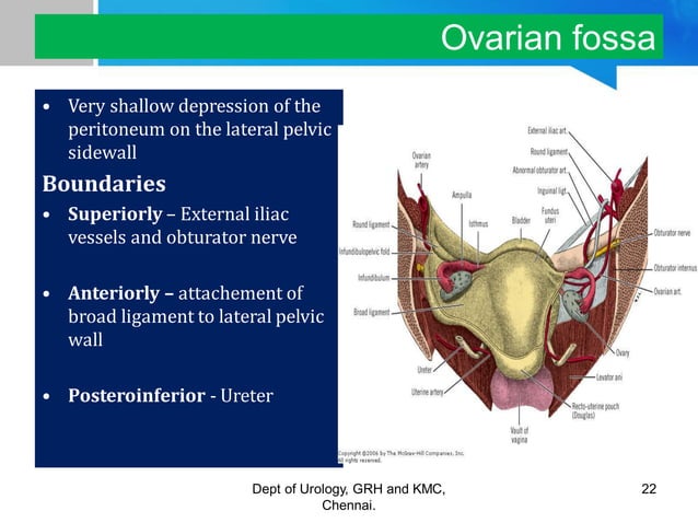ANATOMY OF GENITOURINARY TRACT | PDF