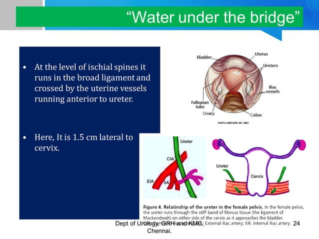 ANATOMY OF GENITOURINARY TRACT | PDF