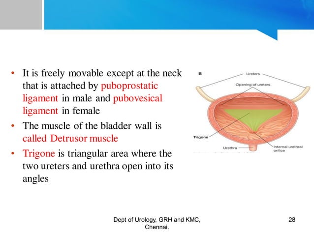 ANATOMY OF GENITOURINARY TRACT | PPT