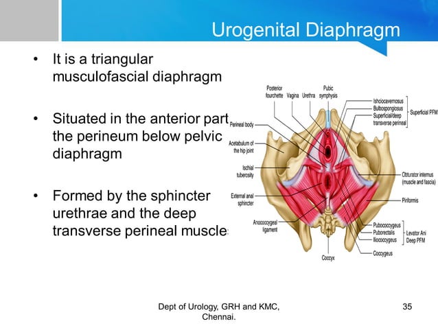 ANATOMY OF GENITOURINARY TRACT | PDF