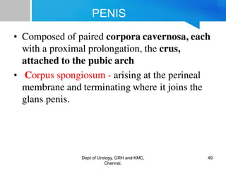ANATOMY OF GENITOURINARY TRACT | PDF