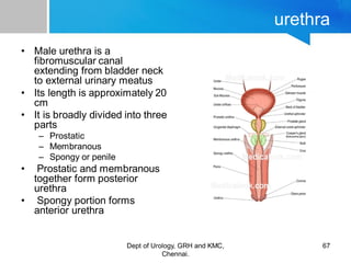 ANATOMY OF GENITOURINARY TRACT | PDF