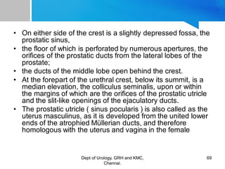 ANATOMY OF GENITOURINARY TRACT | PDF