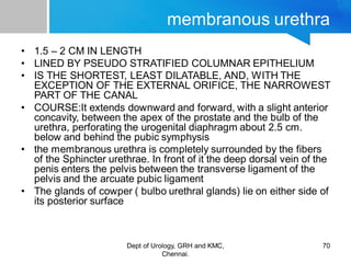ANATOMY OF GENITOURINARY TRACT | PDF