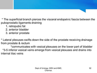 ANATOMY OF GENITOURINARY TRACT | PDF