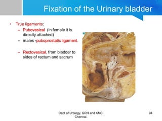 ANATOMY OF GENITOURINARY TRACT | PDF