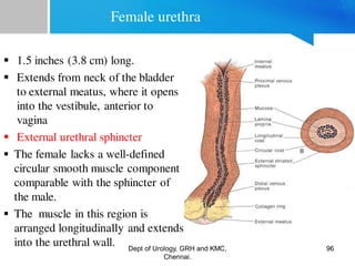 ANATOMY OF GENITOURINARY TRACT | PDF