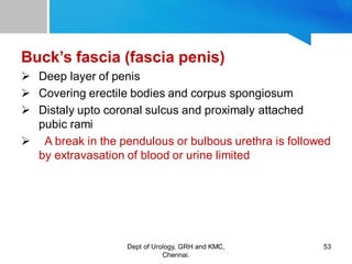 ANATOMY OF GENITOURINARY TRACT | PPT