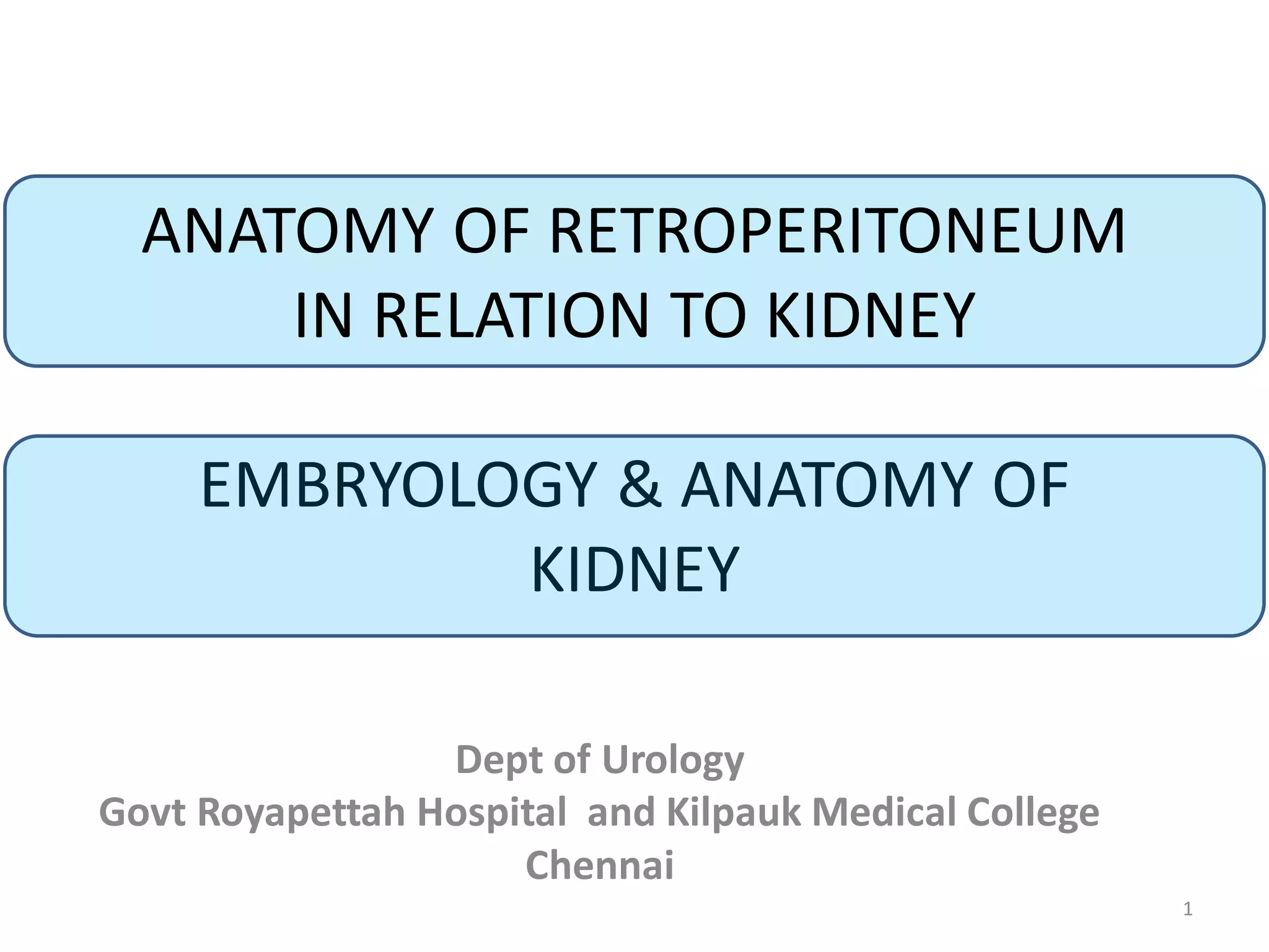 ANATOMY OF KIDNEY | PDF
