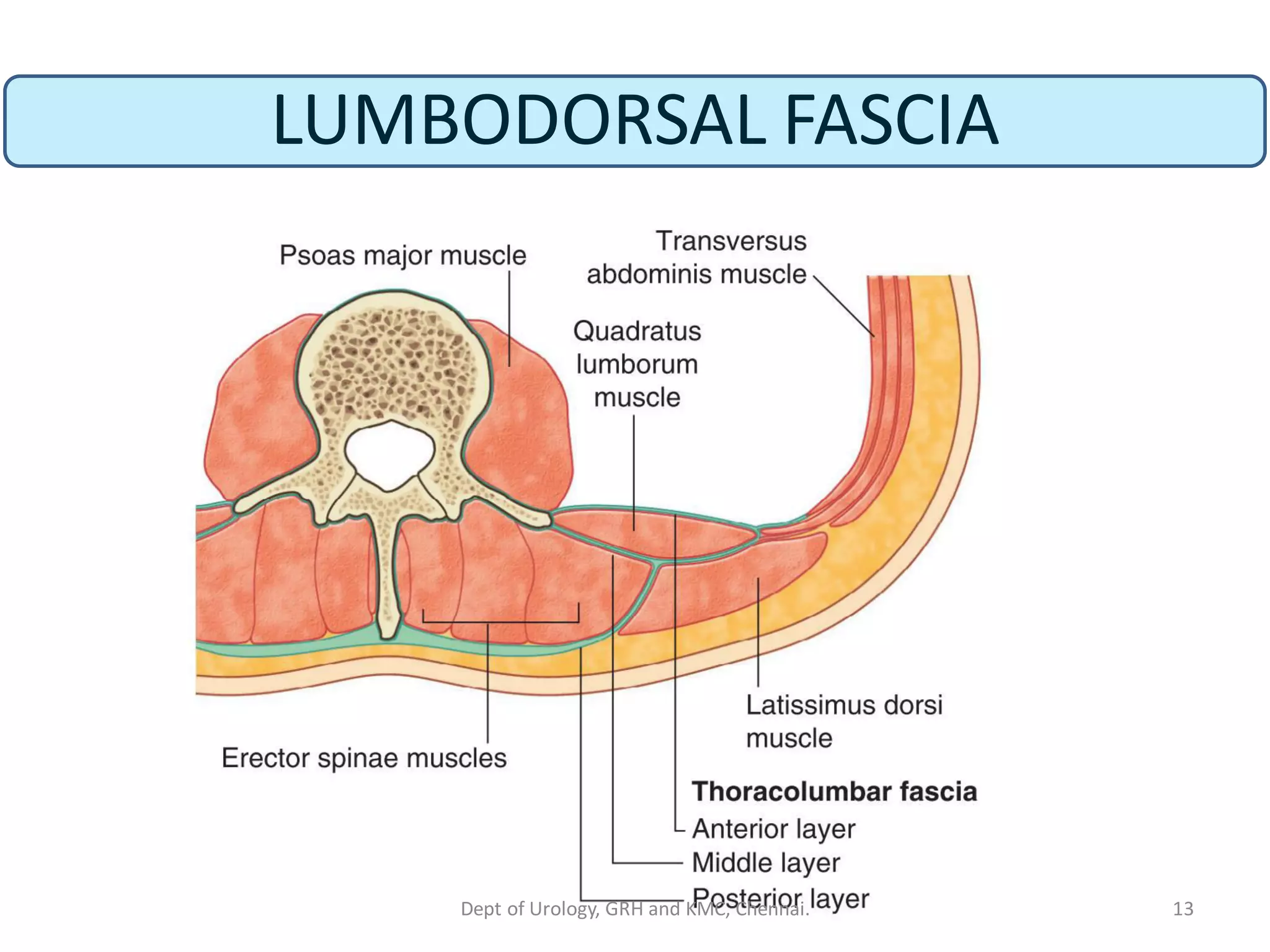 ANATOMY OF KIDNEY | PDF