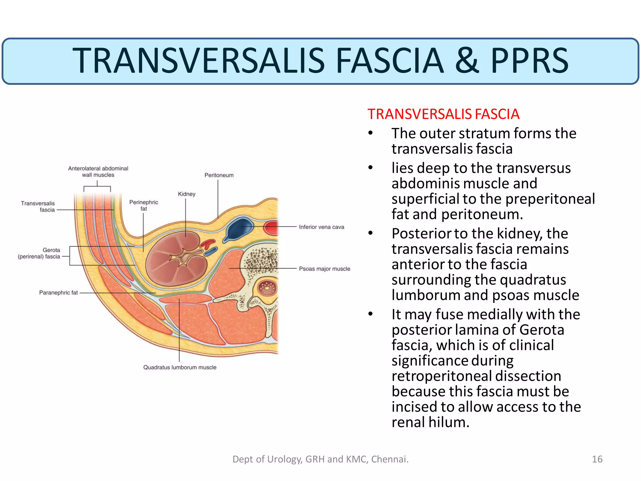 ANATOMY OF KIDNEY | PDF