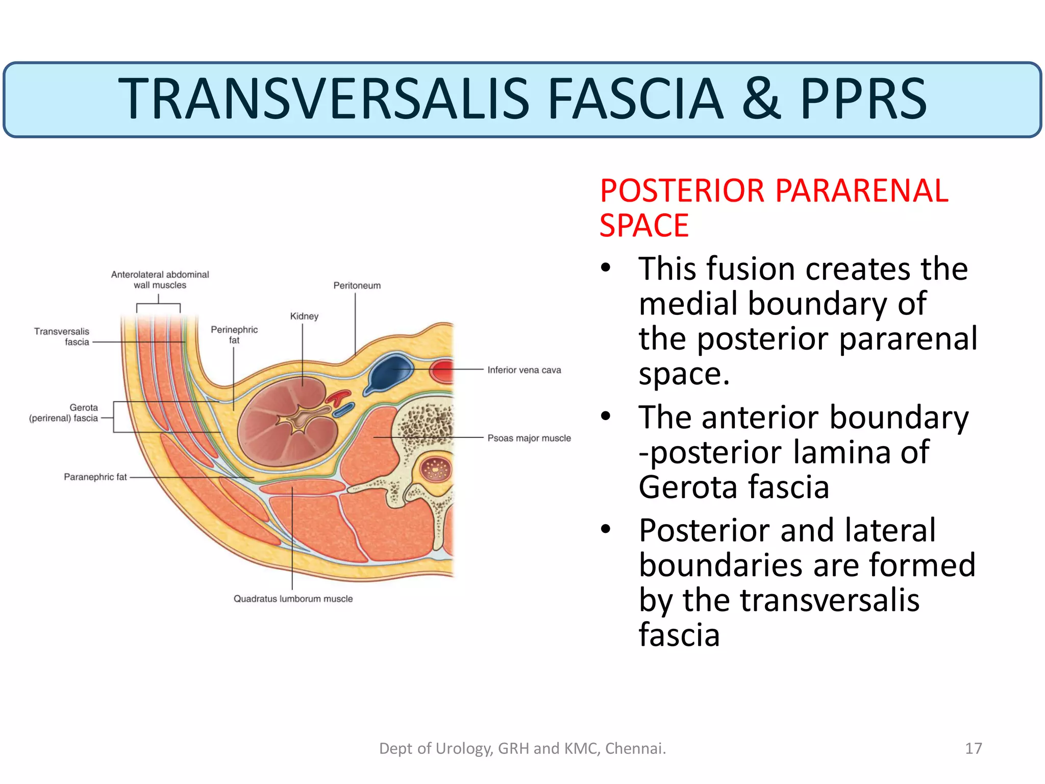 ANATOMY OF KIDNEY | PDF