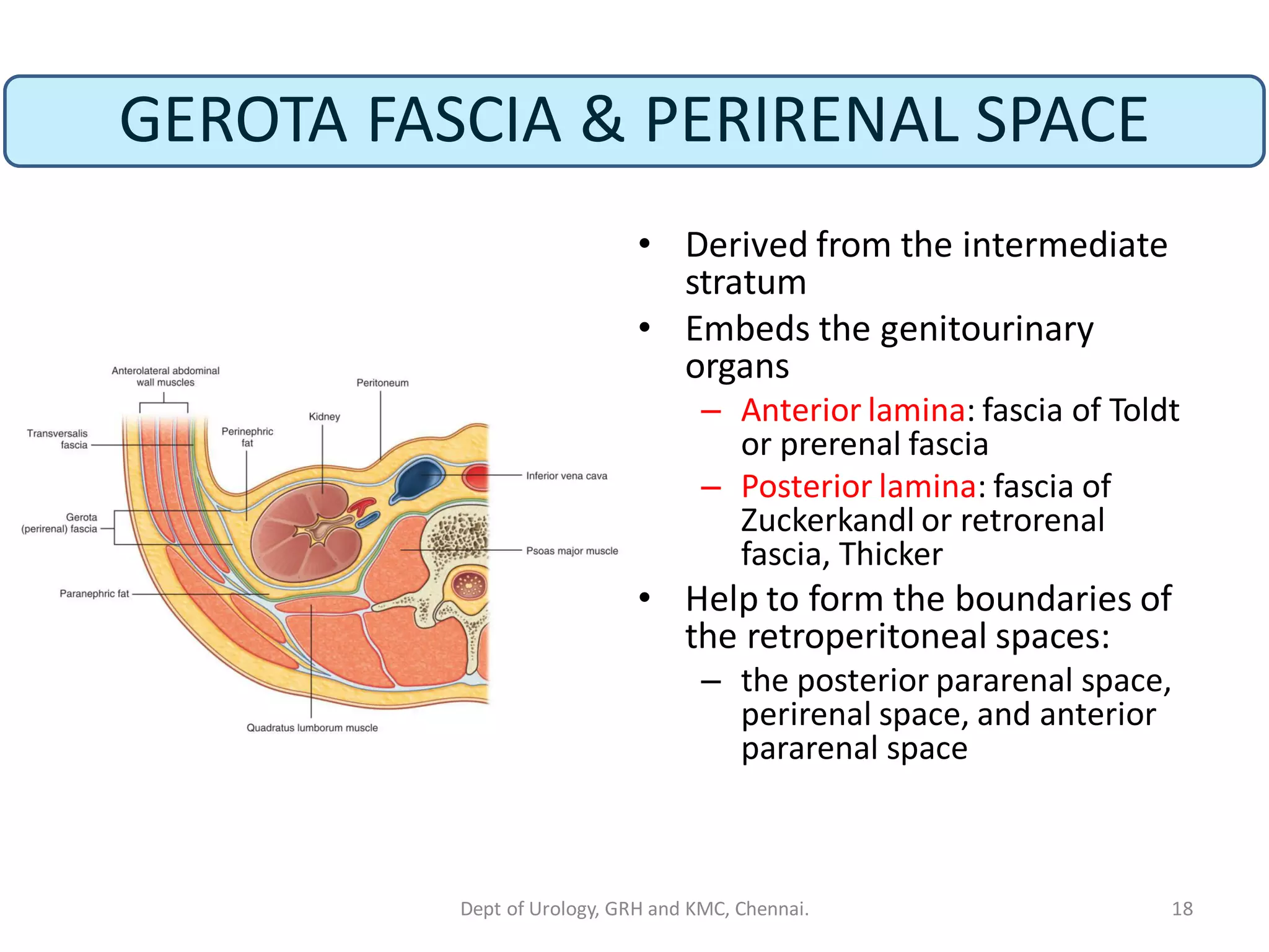 ANATOMY OF KIDNEY | PDF