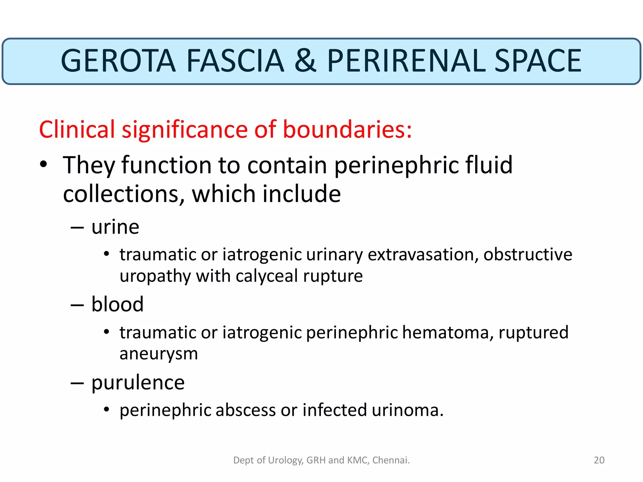 ANATOMY OF KIDNEY | PDF