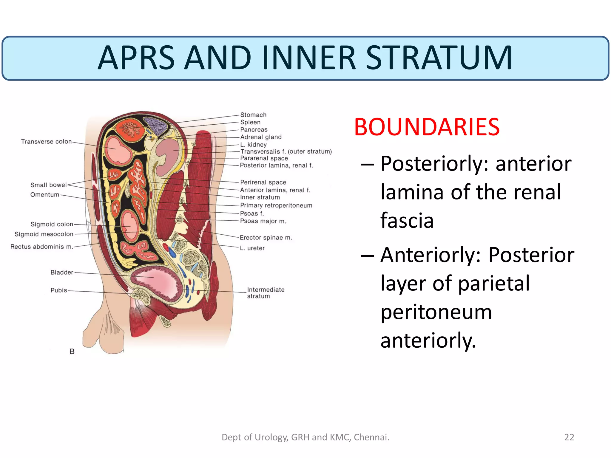 ANATOMY OF KIDNEY | PDF
