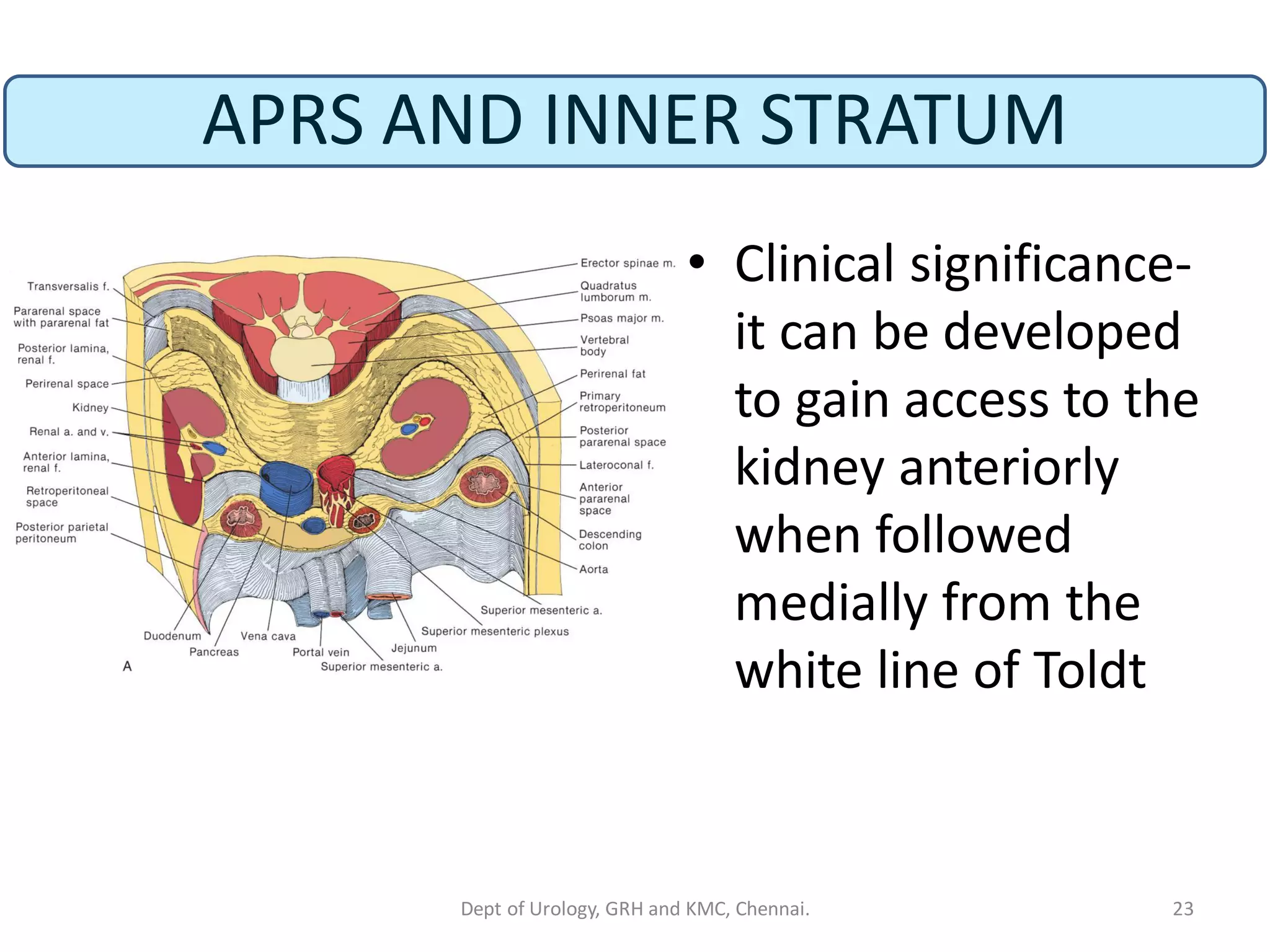 ANATOMY OF KIDNEY | PDF