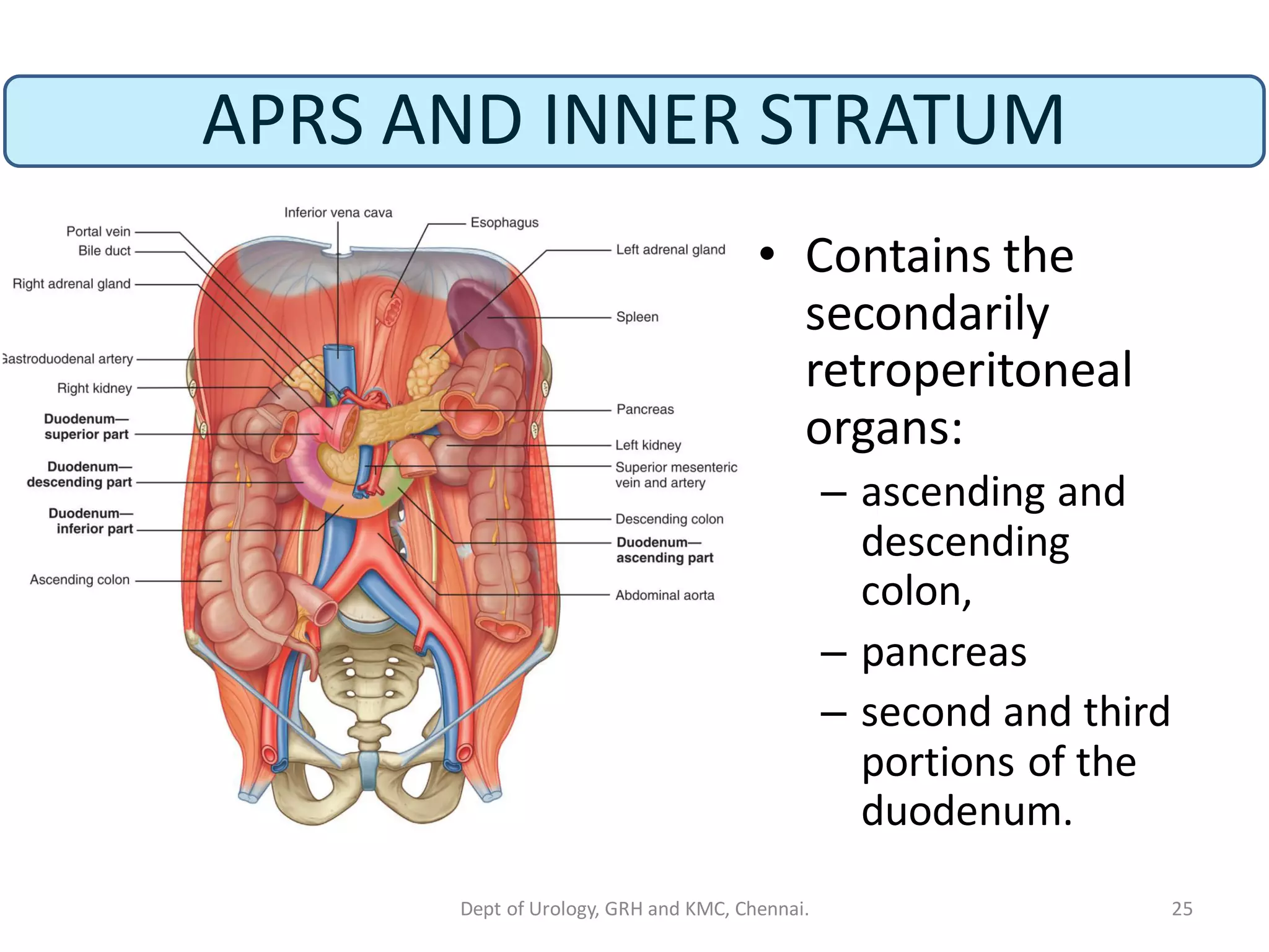 ANATOMY OF KIDNEY | PDF