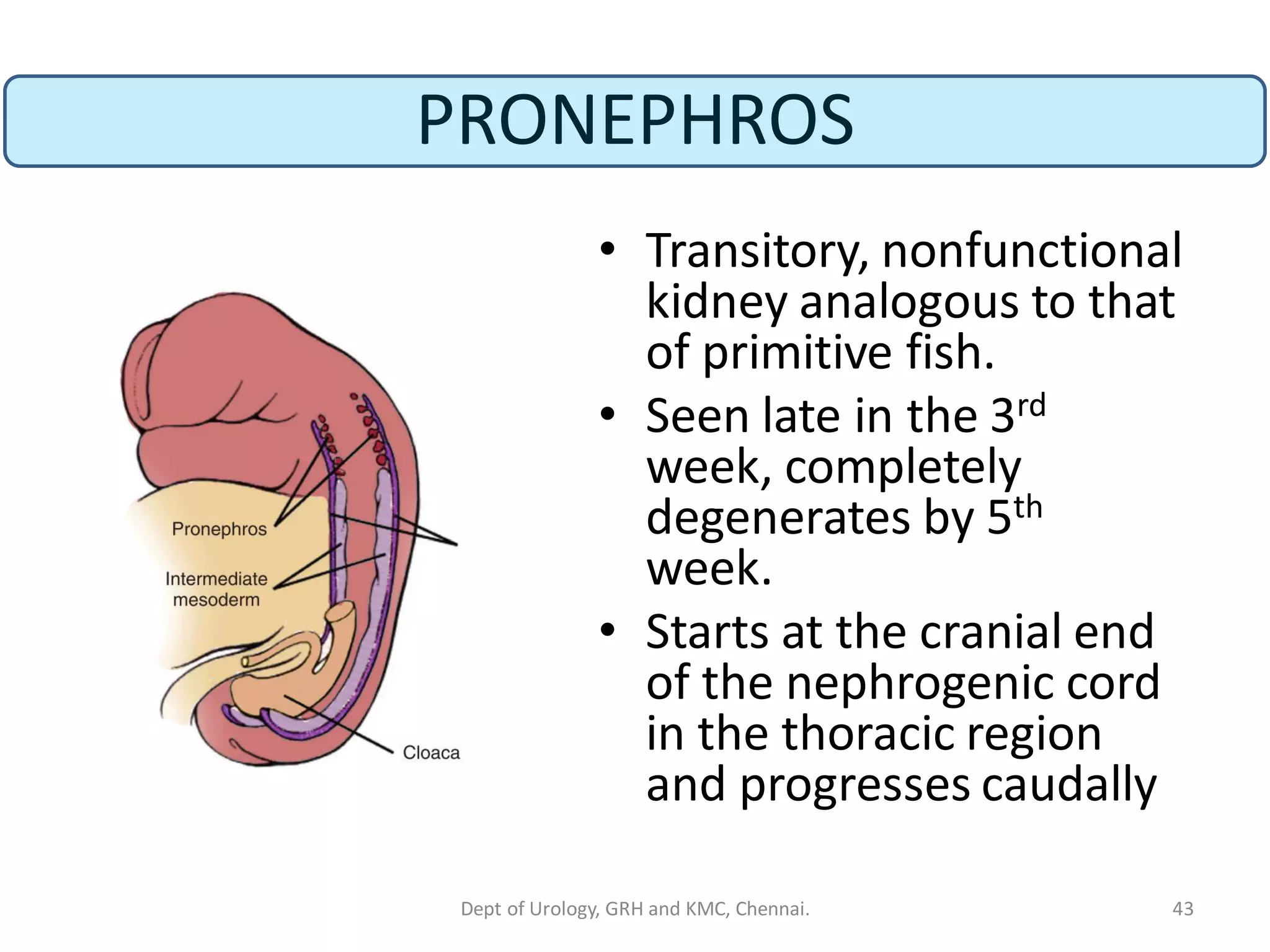 ANATOMY OF KIDNEY | PDF