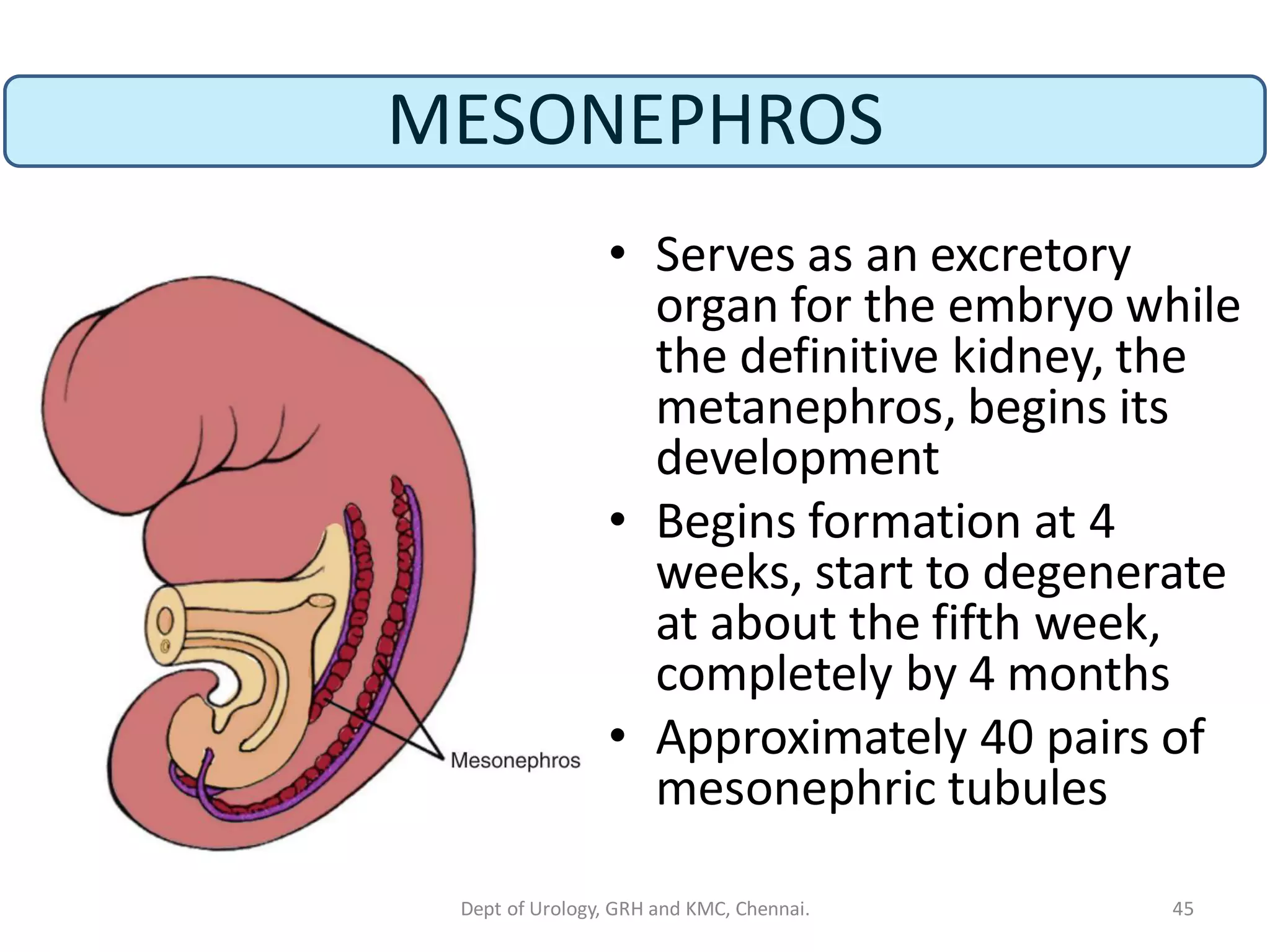 ANATOMY OF KIDNEY | PDF