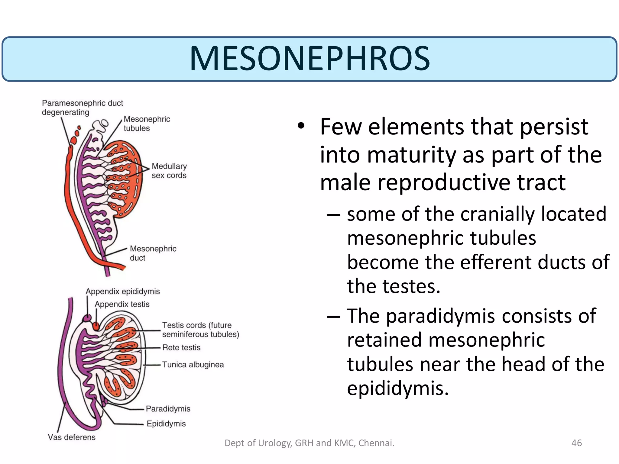 ANATOMY OF KIDNEY | PDF